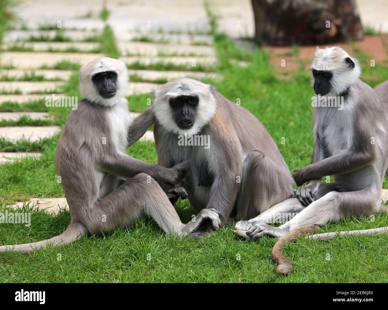 Group of Hanuman Langur Indian Monkeys sitting on grass Stock Photo - Alamy