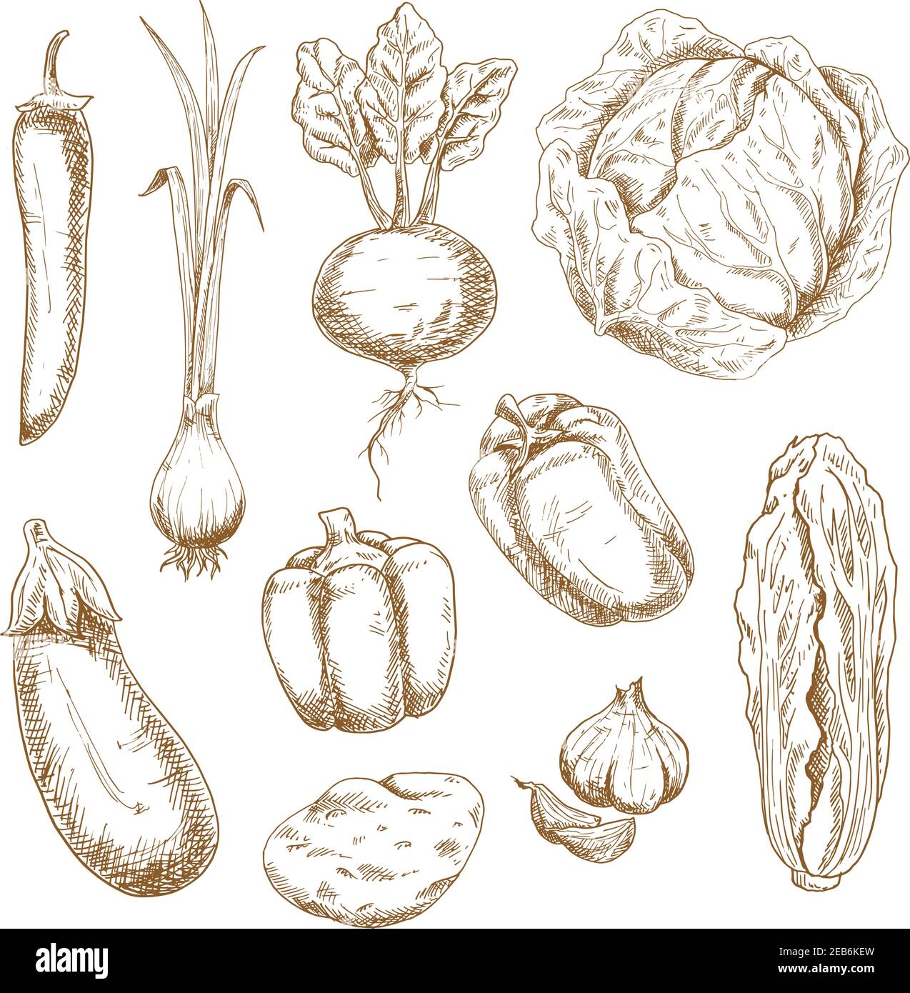 Vintage sketch vector illustration of farm vegetables, such as cabbage ...