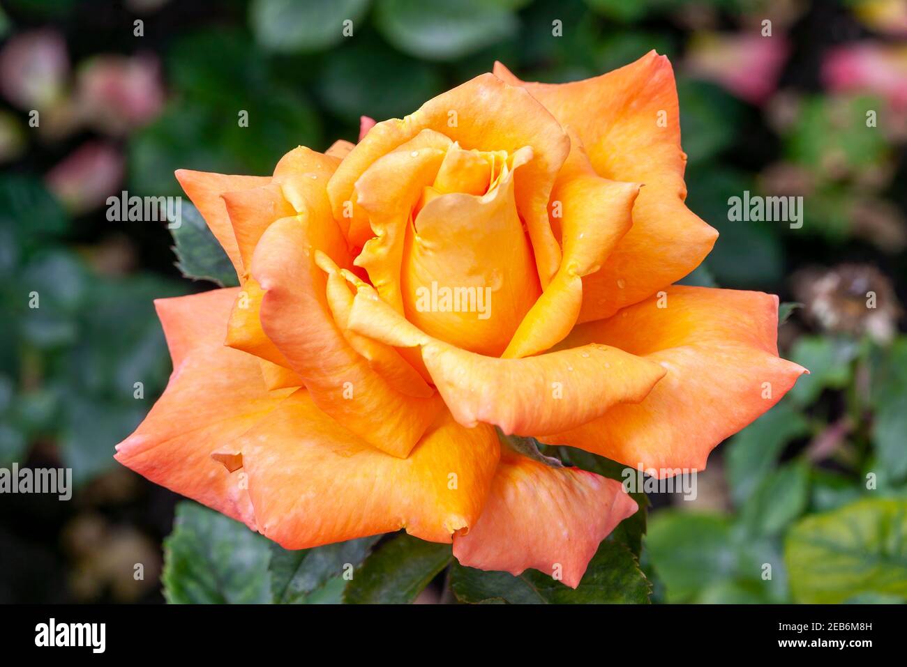 Razzle dazzle hi-res stock photography and images - Alamy