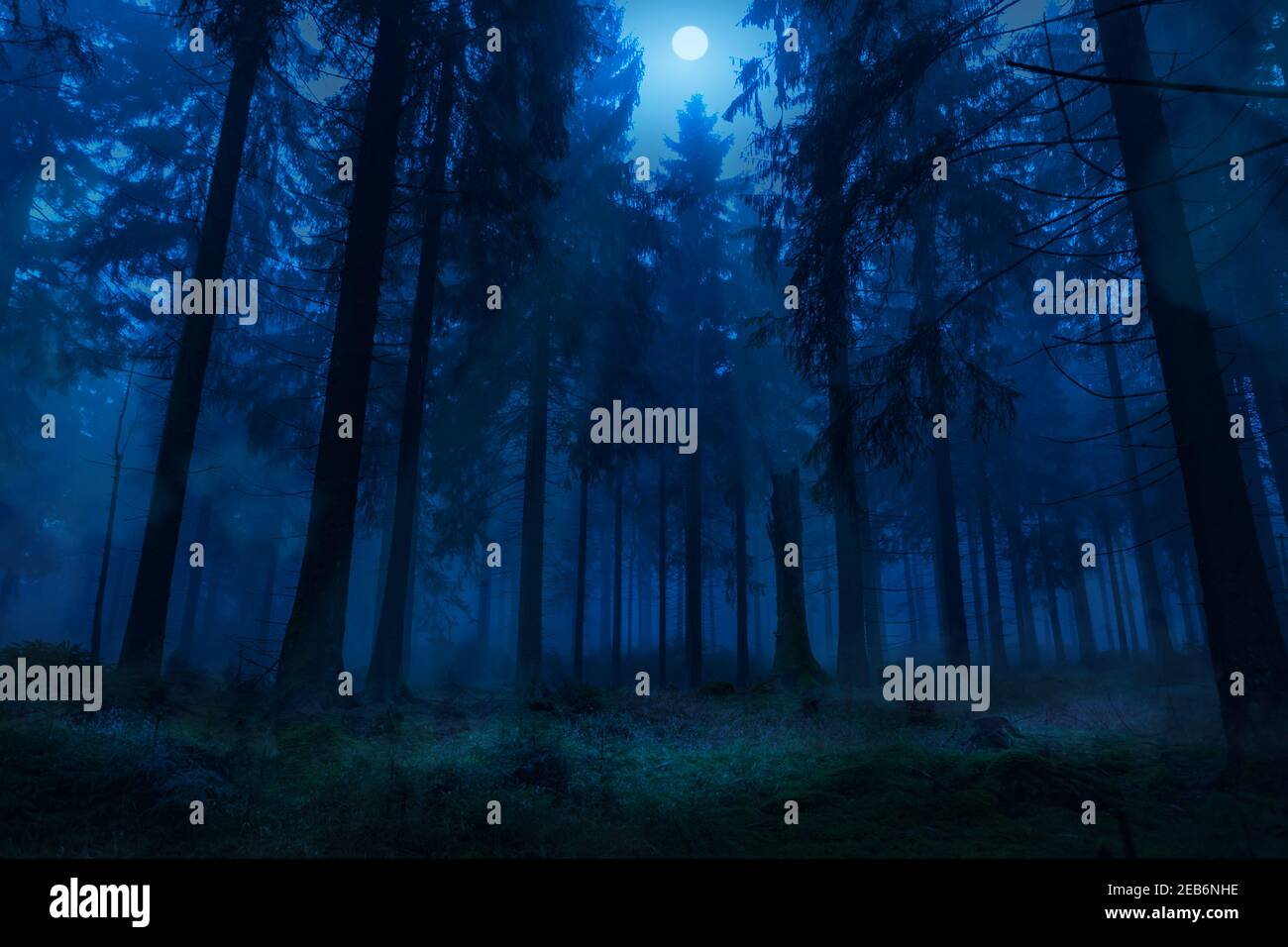 foggy evergreen forest at night time Stock Photo - Alamy