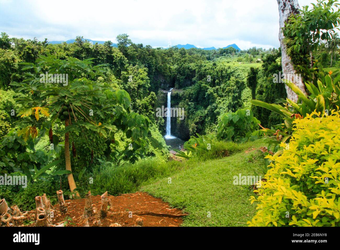Colourful exotic garden with native vegetation and plants of Oceania ...
