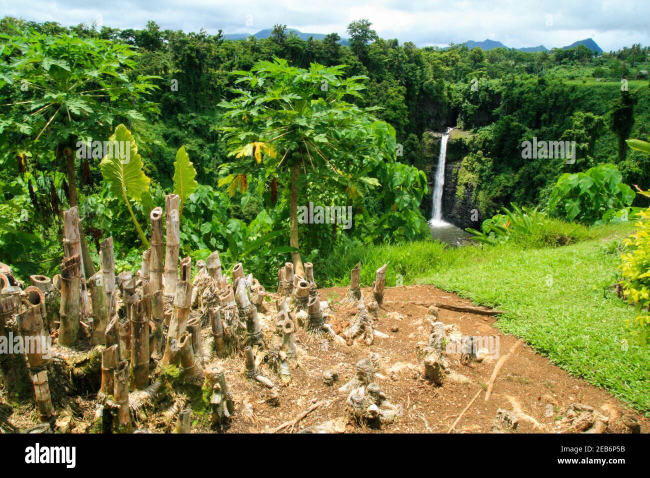 Tropical woods rainforest, wild bushes, native plants and cut canes of ...