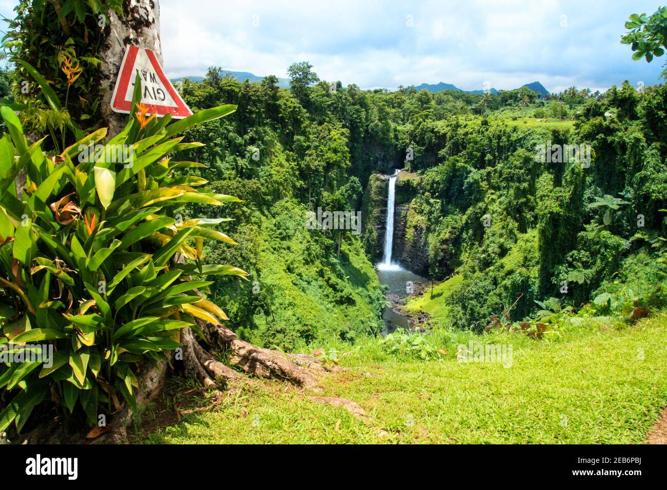 Exotic jungle forest lookout, wild vegetation and tropical tree with ...