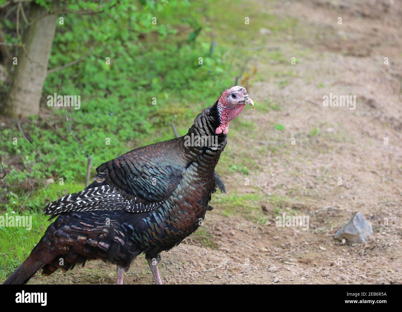 Wild turkey eating hi-res stock photography and images - Alamy
