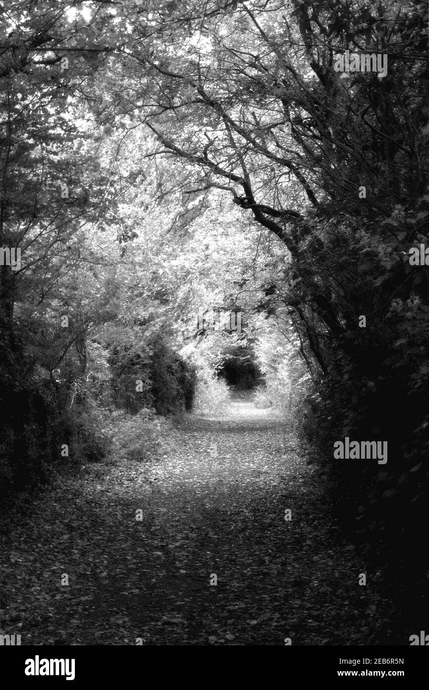 Black and white tree-lined woodland path in Autumn in Enfield Town Park ...