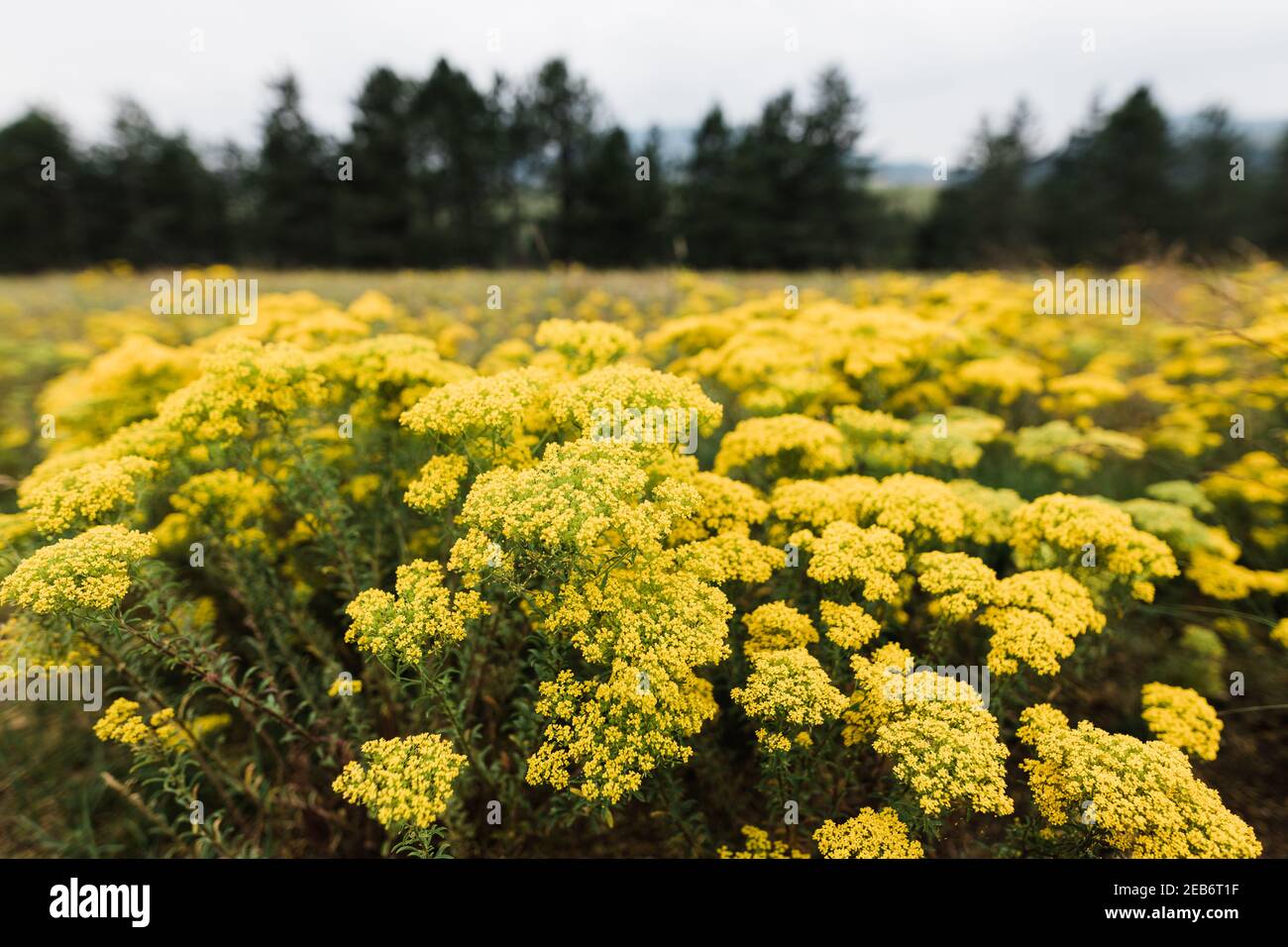 Spring green meadow with flowers and trees Stock Photo - Alamy