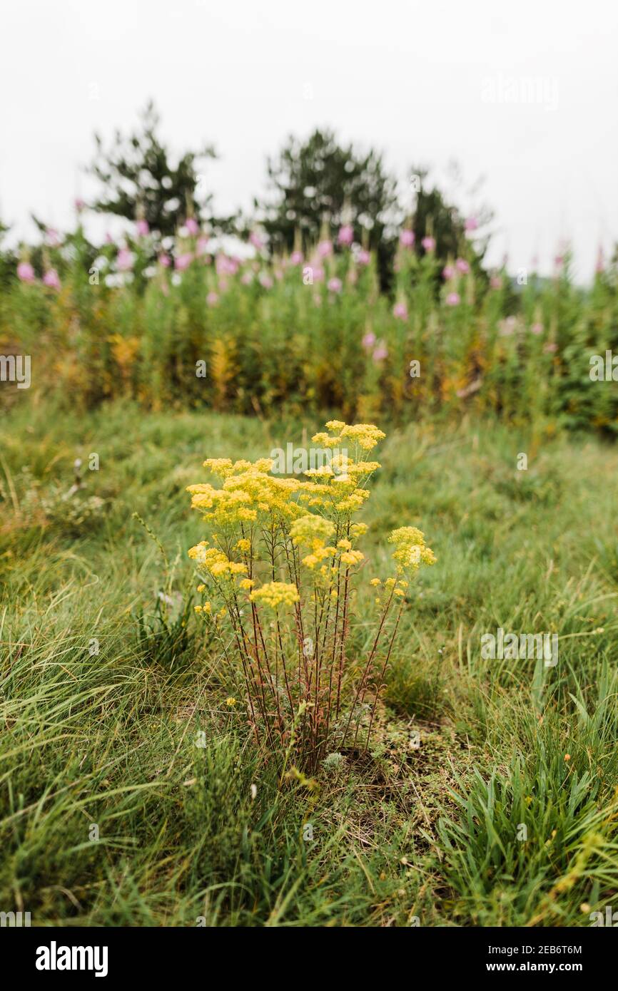 Spring green meadow with flowers and trees Stock Photo - Alamy