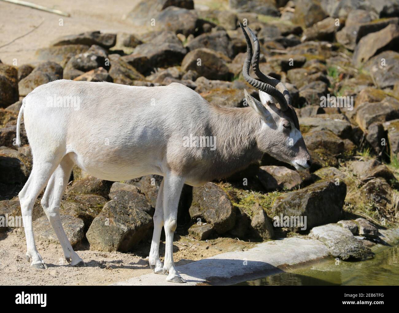 Antilope addax hi-res stock photography and images - Alamy