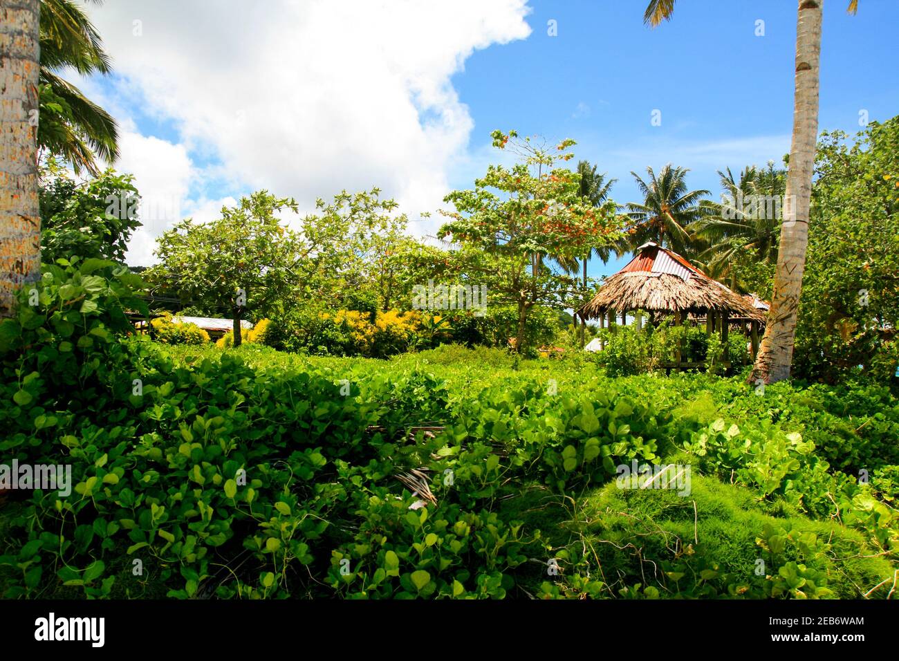 Tropical island jungle in Oceania with the traditional primitive ...
