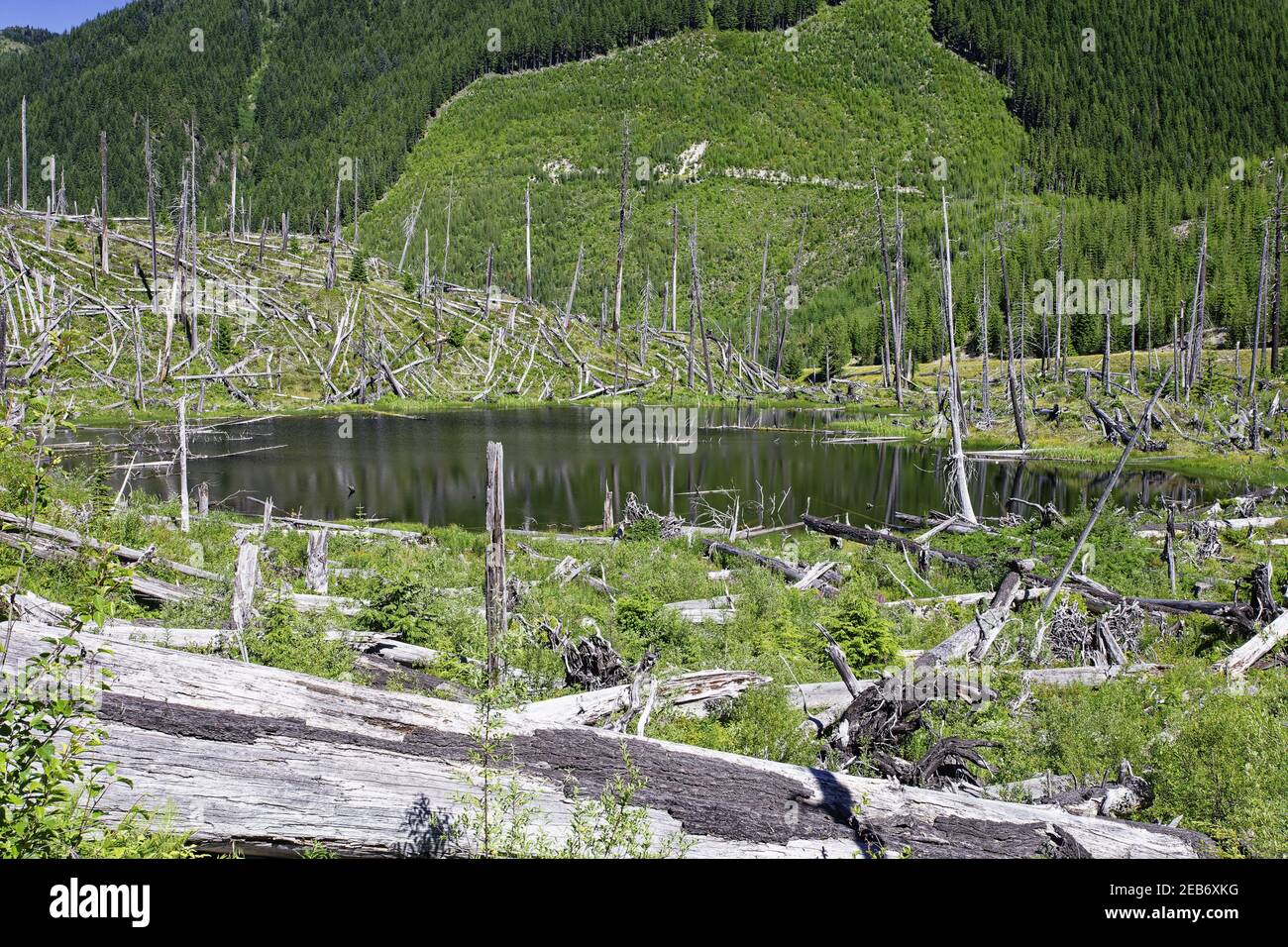 Ryans Lake surrounded by forest destroyed by volcanic eruption 25 years ...