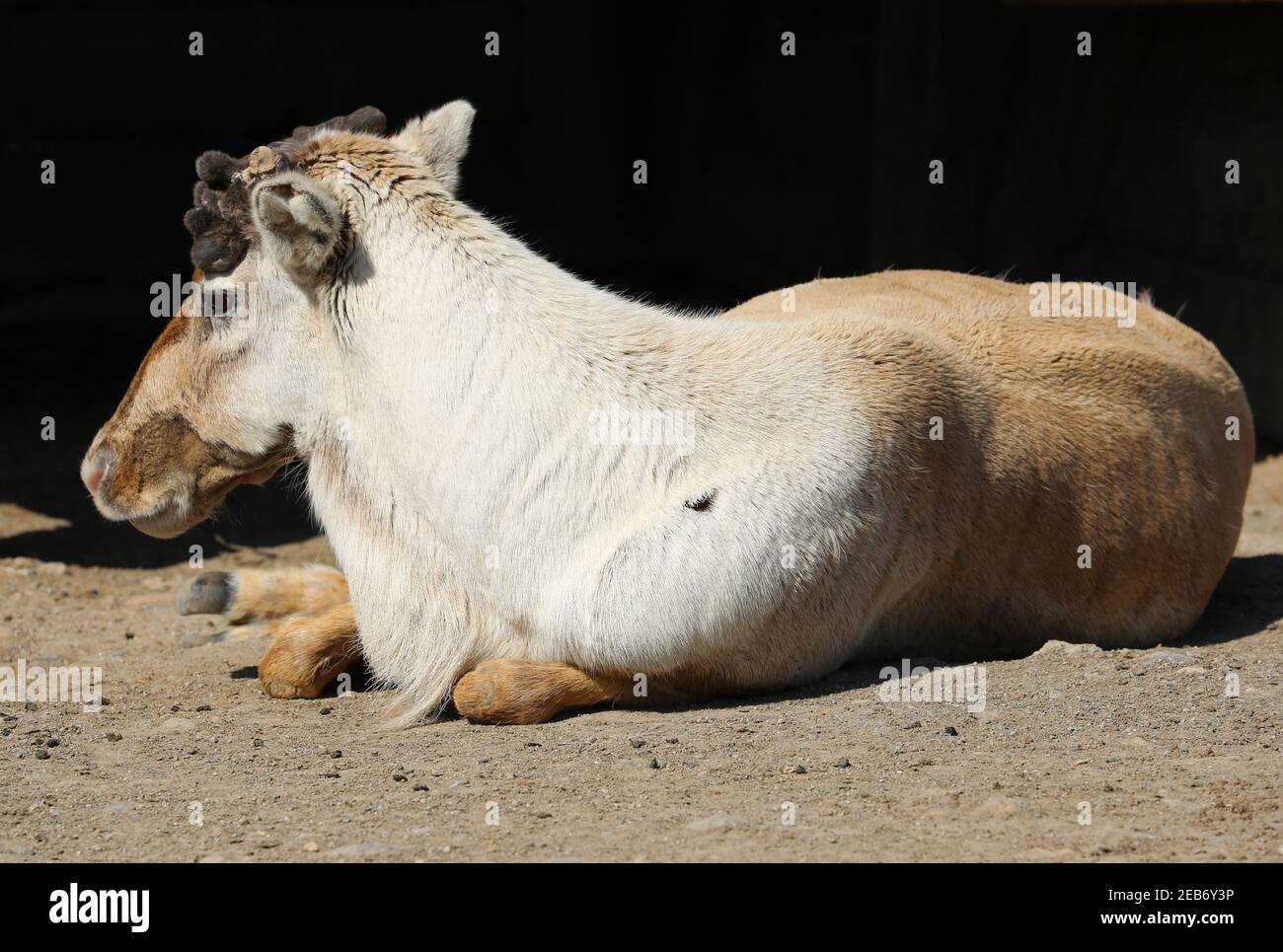 American Woodland Caribou resting at farm Stock Photo - Alamy