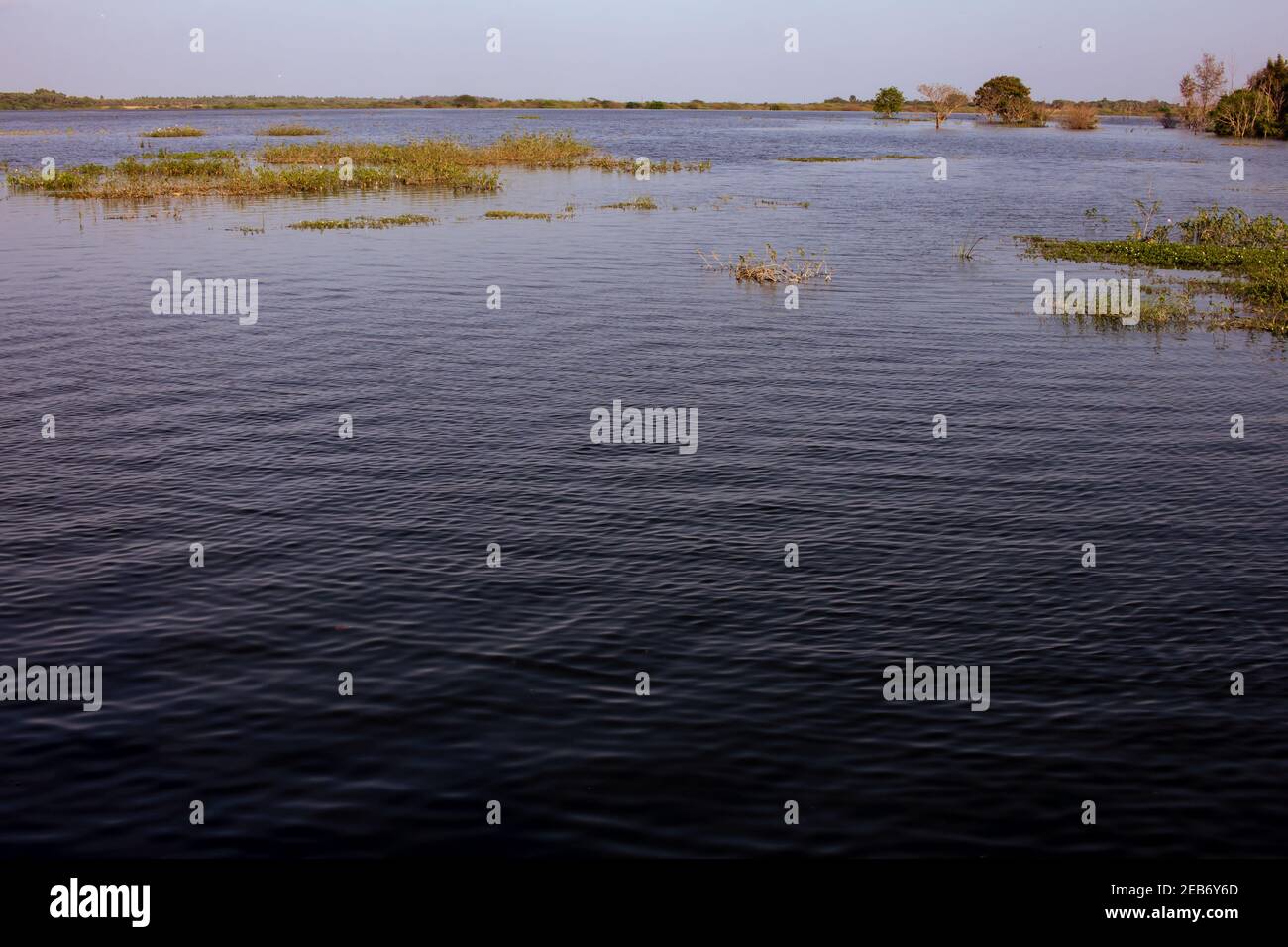 Water brimming in the Palar river submerging plants, Tamil Nadu, India ...