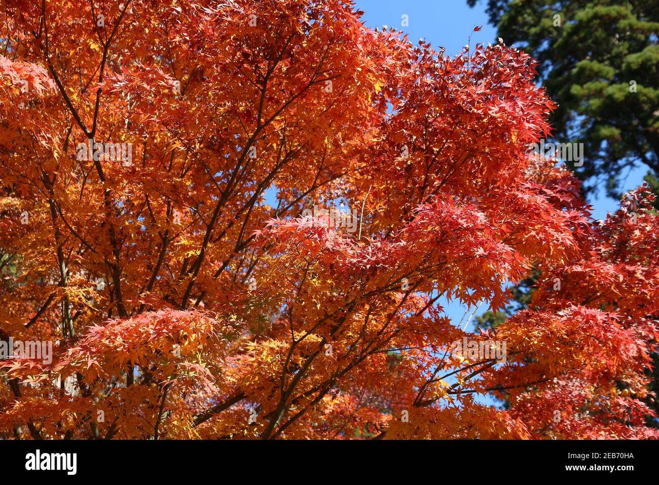 Japan autumn foliage - red maple tree leaves in a park in Kamakura ...