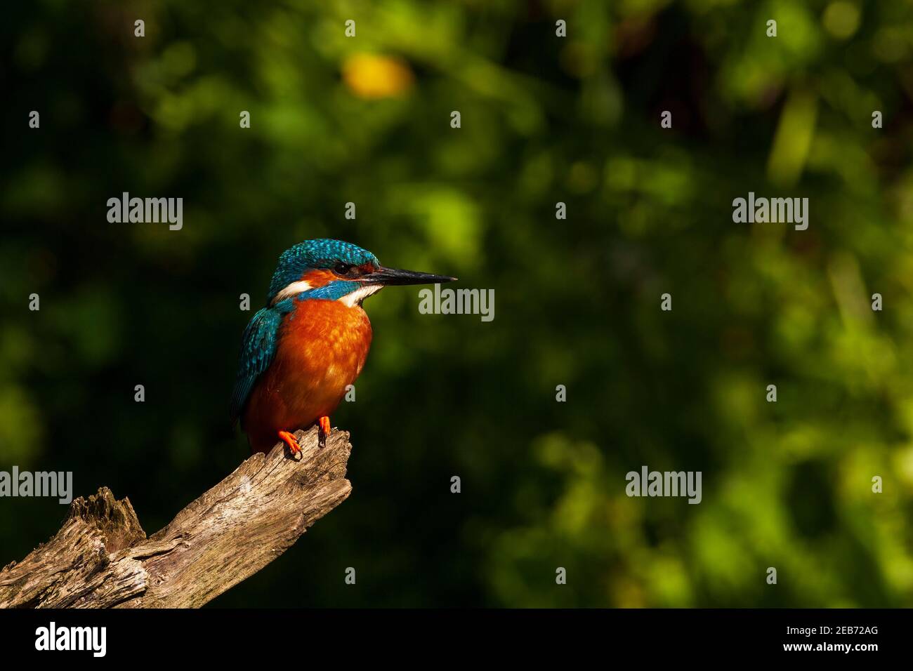 Kingfisher in their natural habitat Stock Photo - Alamy