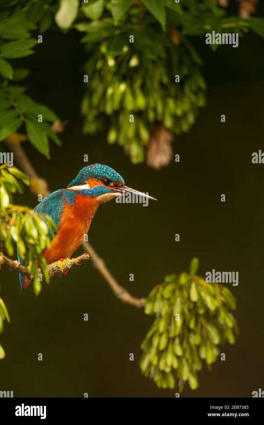 Kingfisher in their natural habitat Stock Photo - Alamy