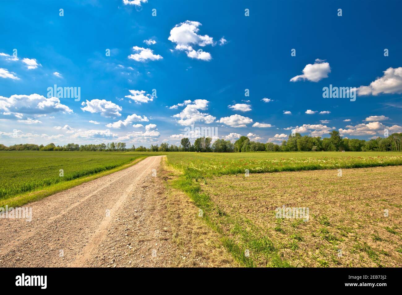 Podravina region green landscape and country road view, northern ...