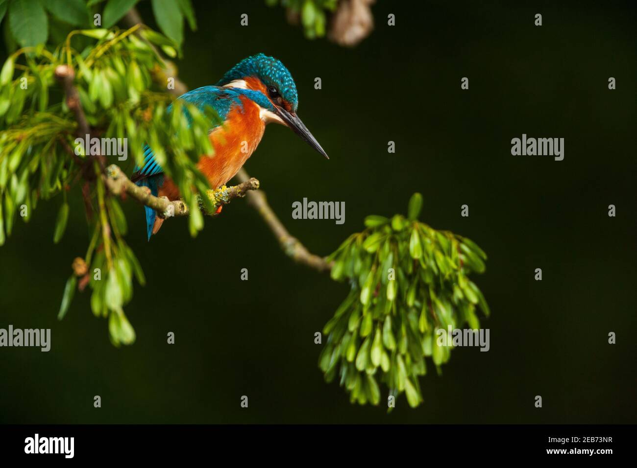 Kingfisher in their natural habitat Stock Photo - Alamy