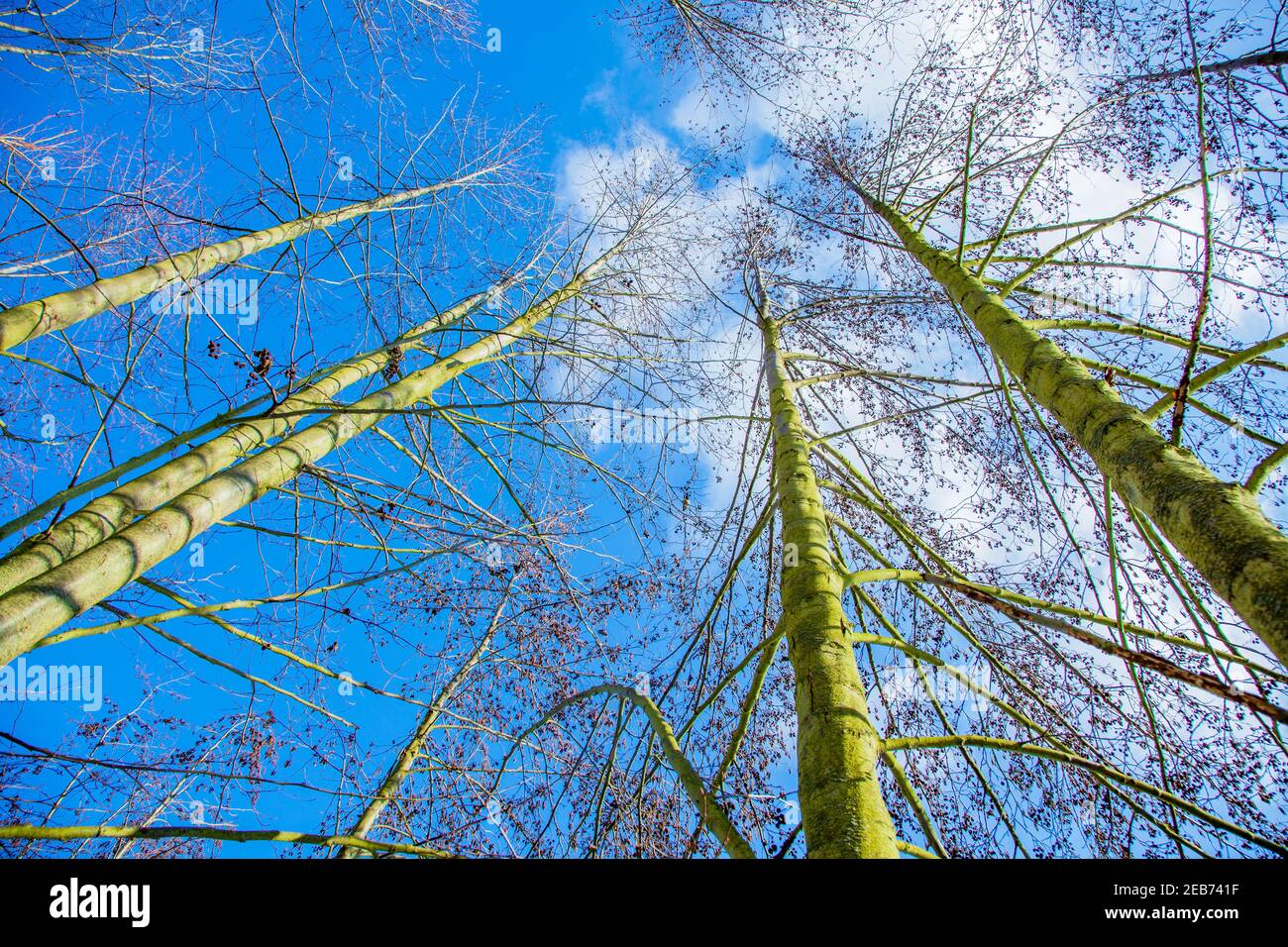 Alder Trees In Winter High Resolution Stock Photography and Images - Alamy