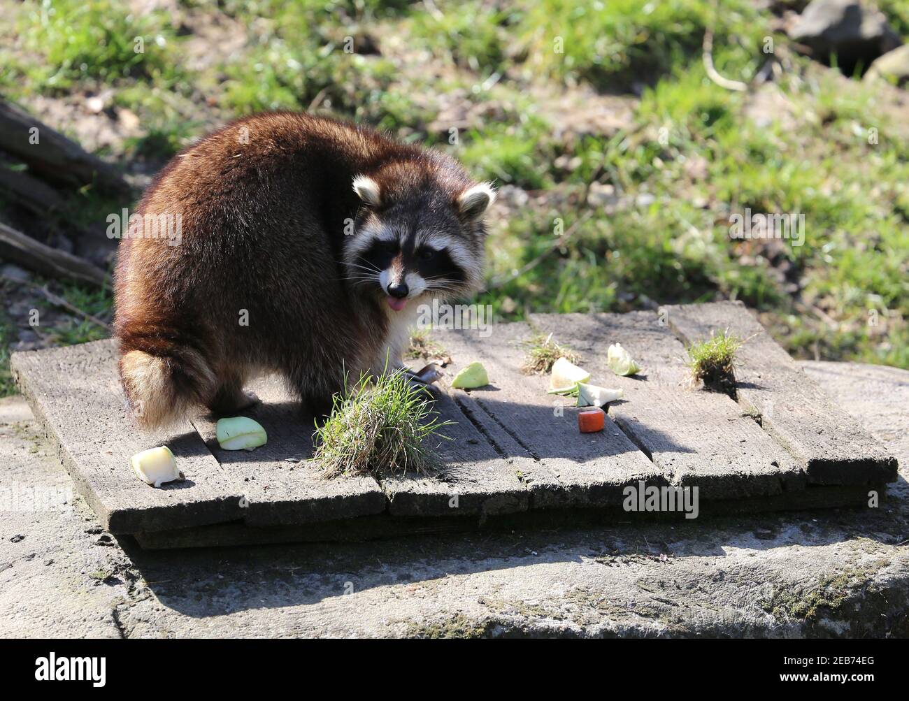 Cute Raccoon eating lunch Stock Photo - Alamy
