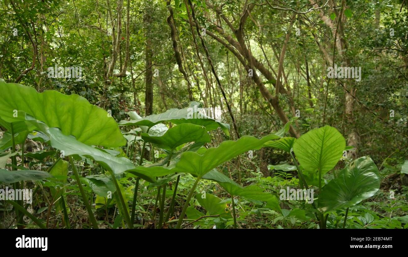 Grass rain forest rainforest green tropical vegetation horizontal hi ...