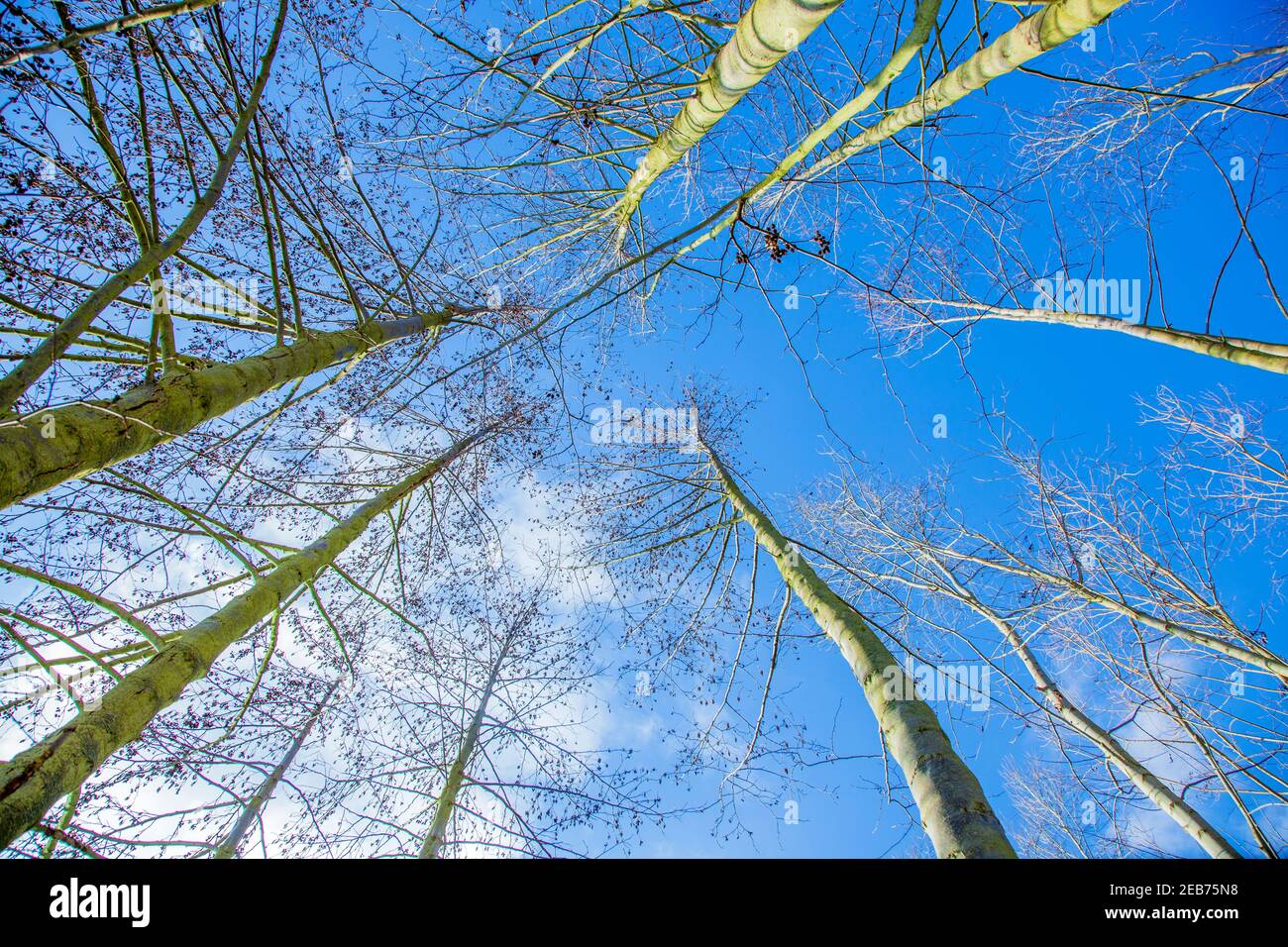 Alder Trees In Winter High Resolution Stock Photography and Images - Alamy