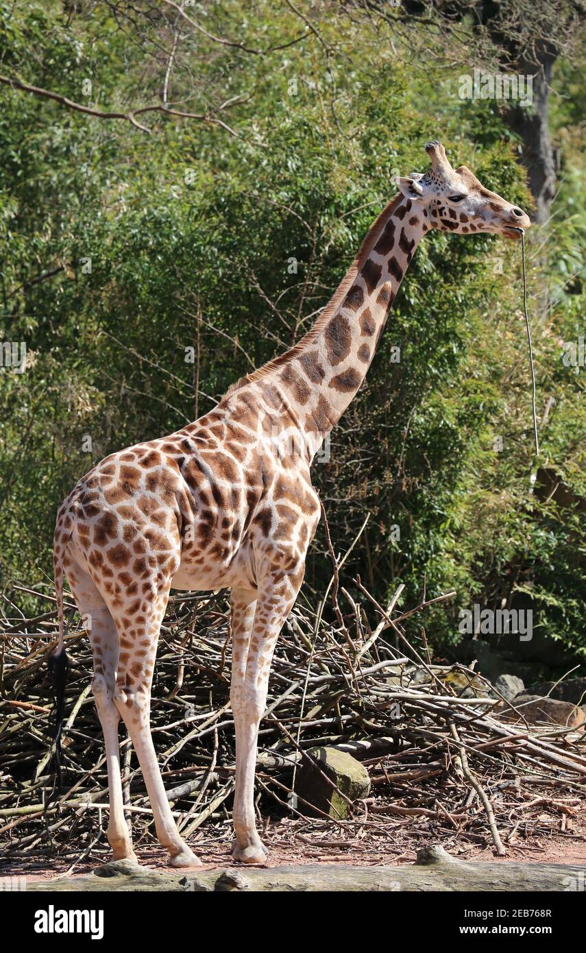 African Giraffe eating a stick Stock Photo - Alamy