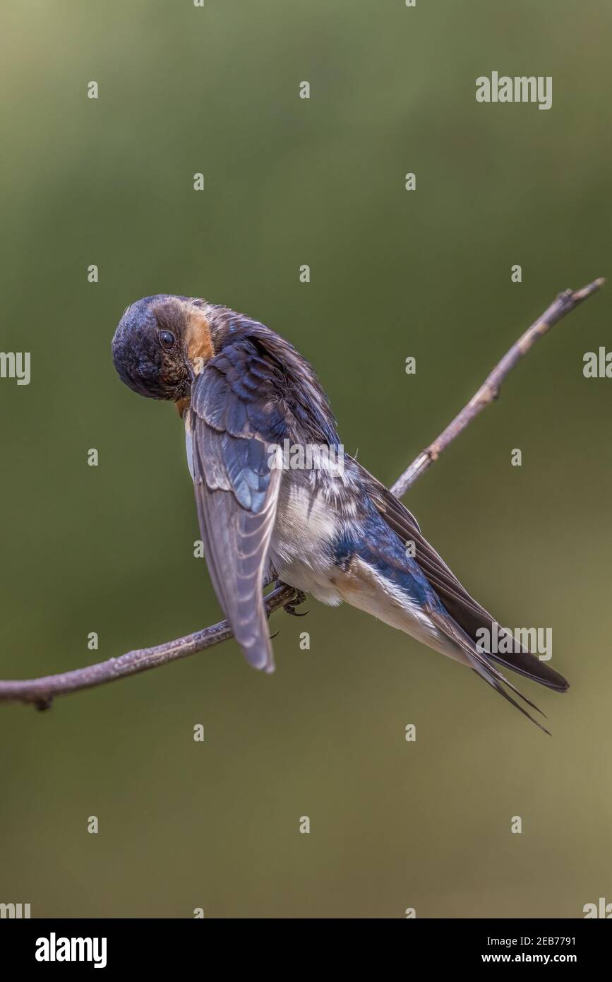 barn swallow Hirundo rustica preening close-up Stock Photo - Alamy