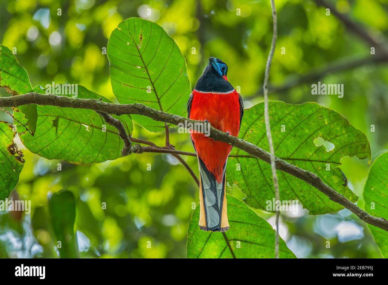 red-naped trogon Harpactes kasumba front profile perch on a branch ...
