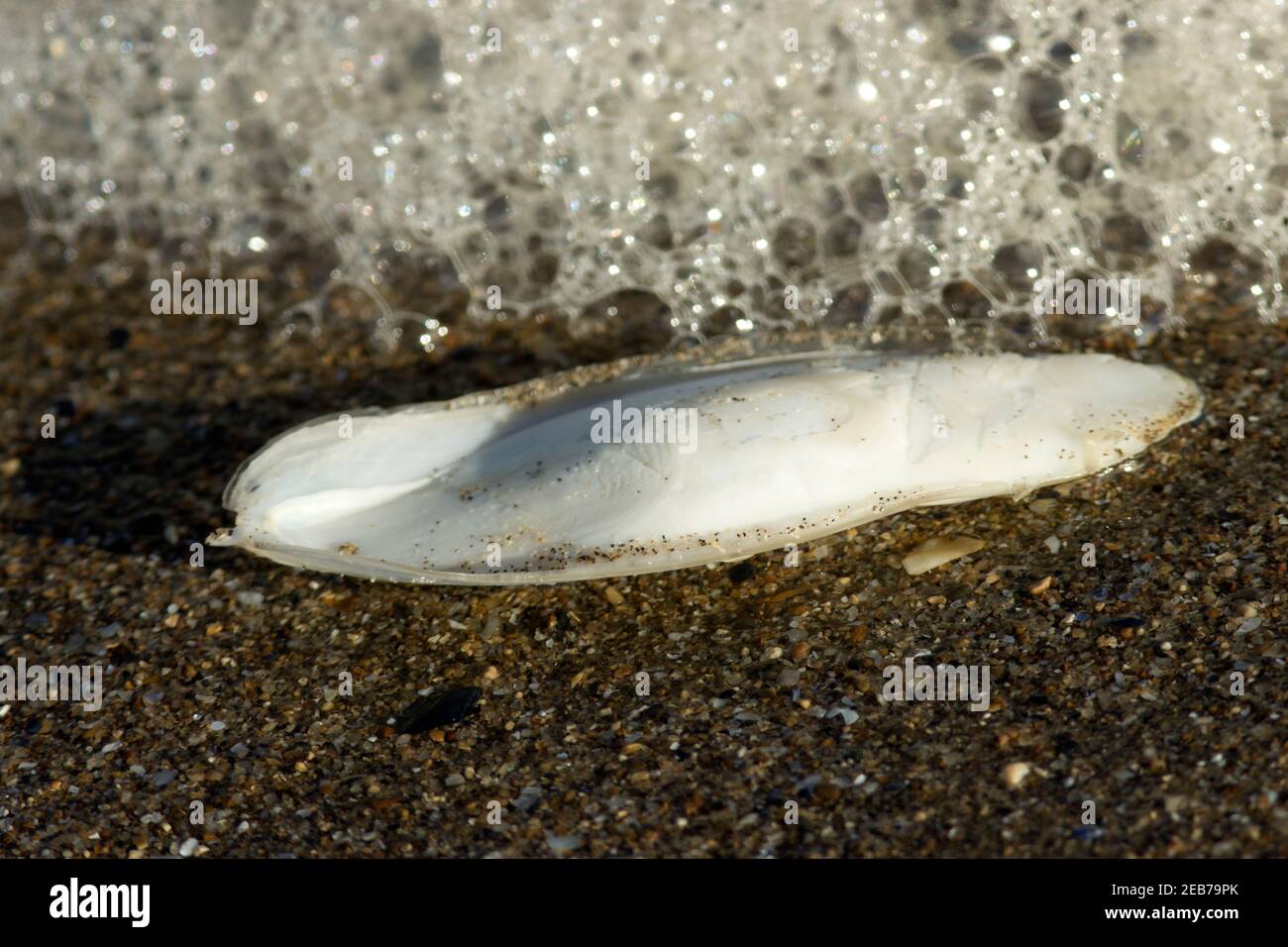 The Cuttlebone is actually the internal shell from a Common Cuttlefish ...