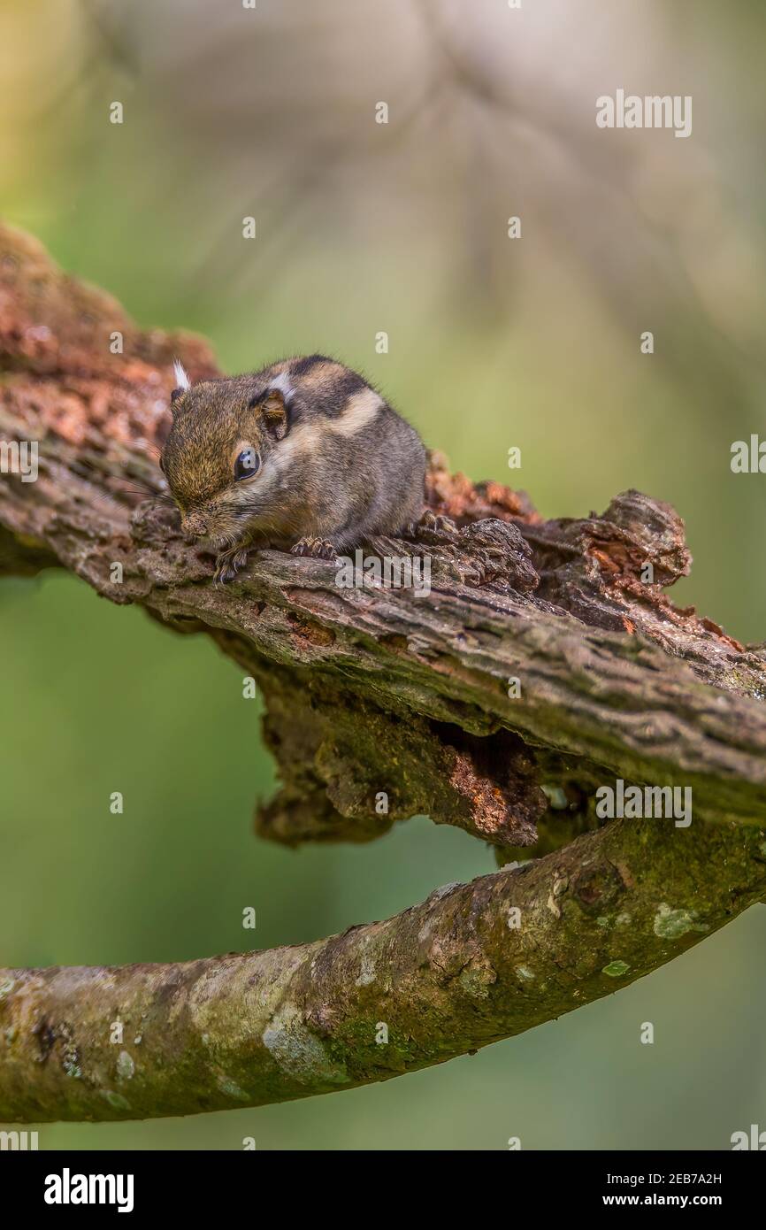 Squirrel himalayan hi-res stock photography and images - Alamy