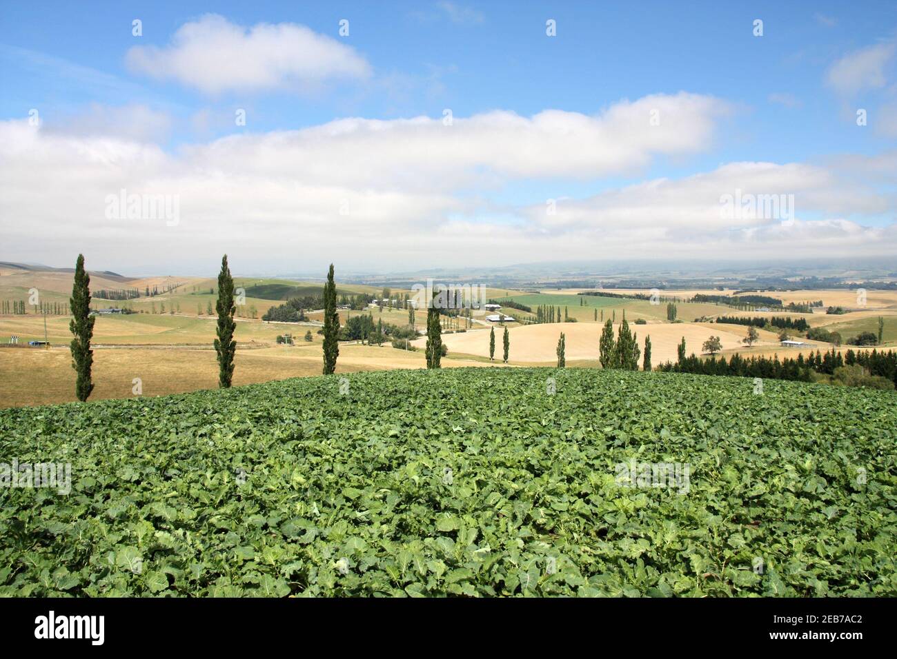 Hills, fields and meadows of New Zealand. Canterbury district Stock ...