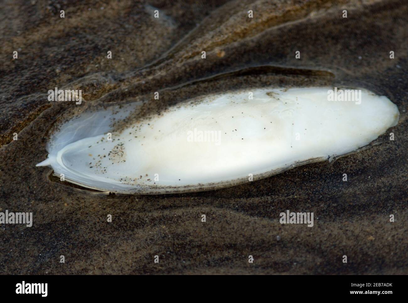 The Cuttlebone is actually the internal shell from a Common Cuttlefish ...
