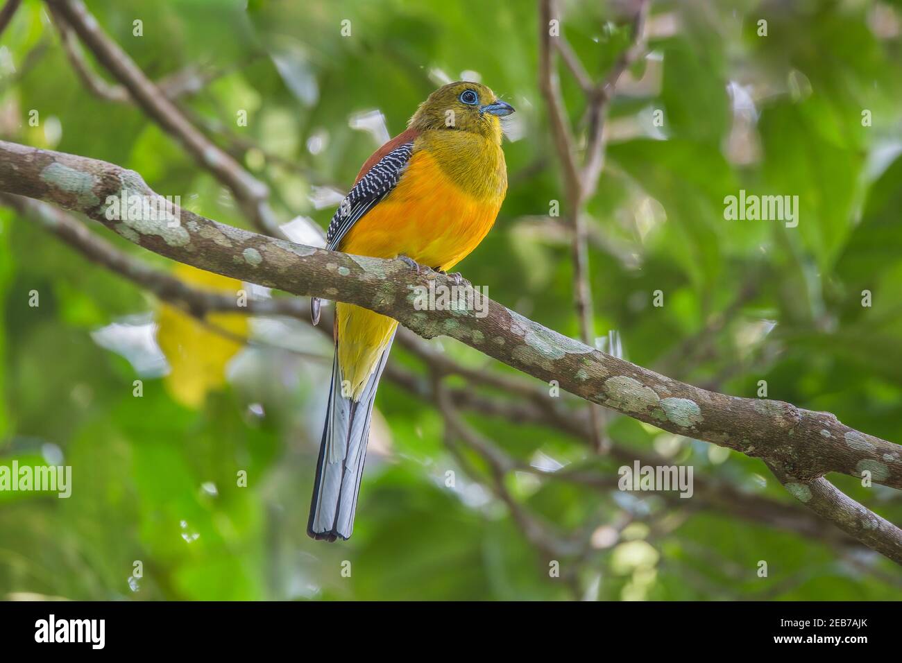 Highland birds of malaysia hi-res stock photography and images - Alamy