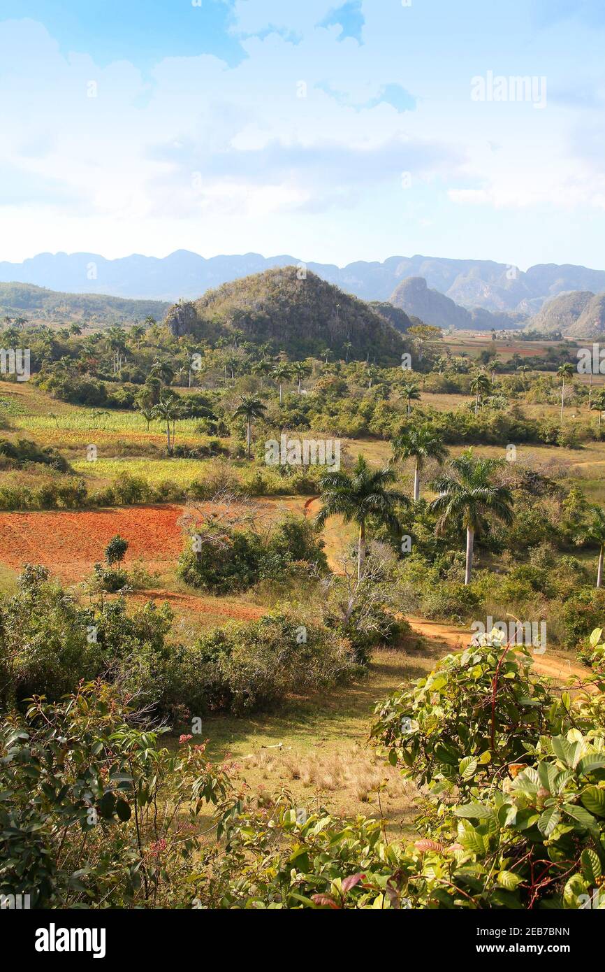 Cuba landscape - mogotes karstic rocks in Vinales National Park. UNESCO ...