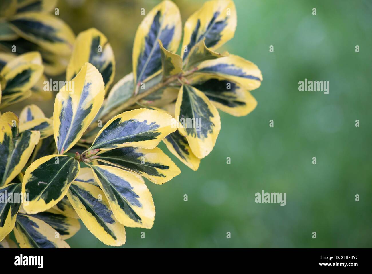 A detail of some branches of a hedge of Euonymus japonicus ...