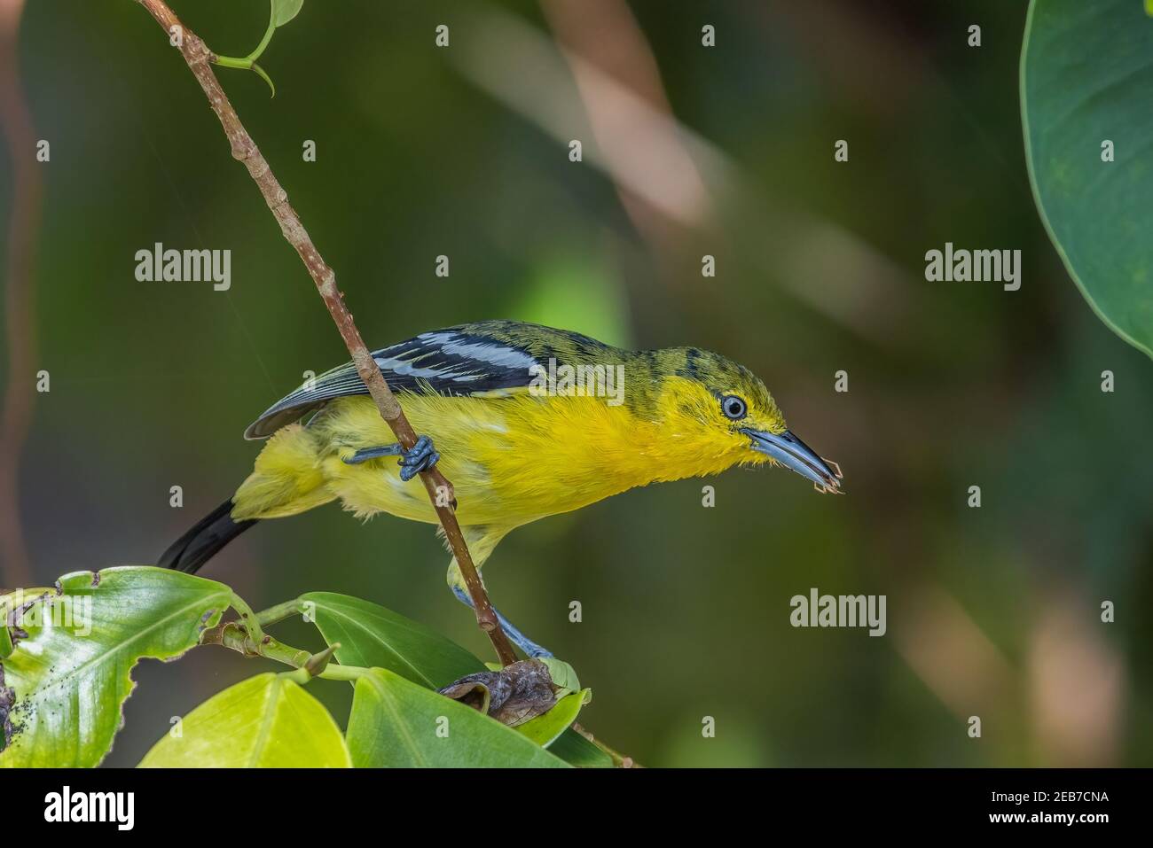 Insect eating bird hi-res stock photography and images - Alamy