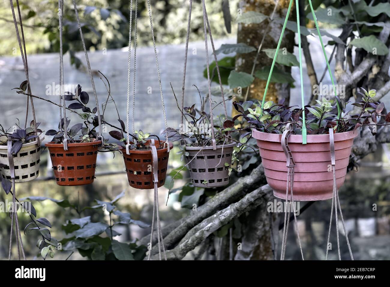 Selective focus shot of hanging plants in pots in a gar Stock Photo - Alamy
