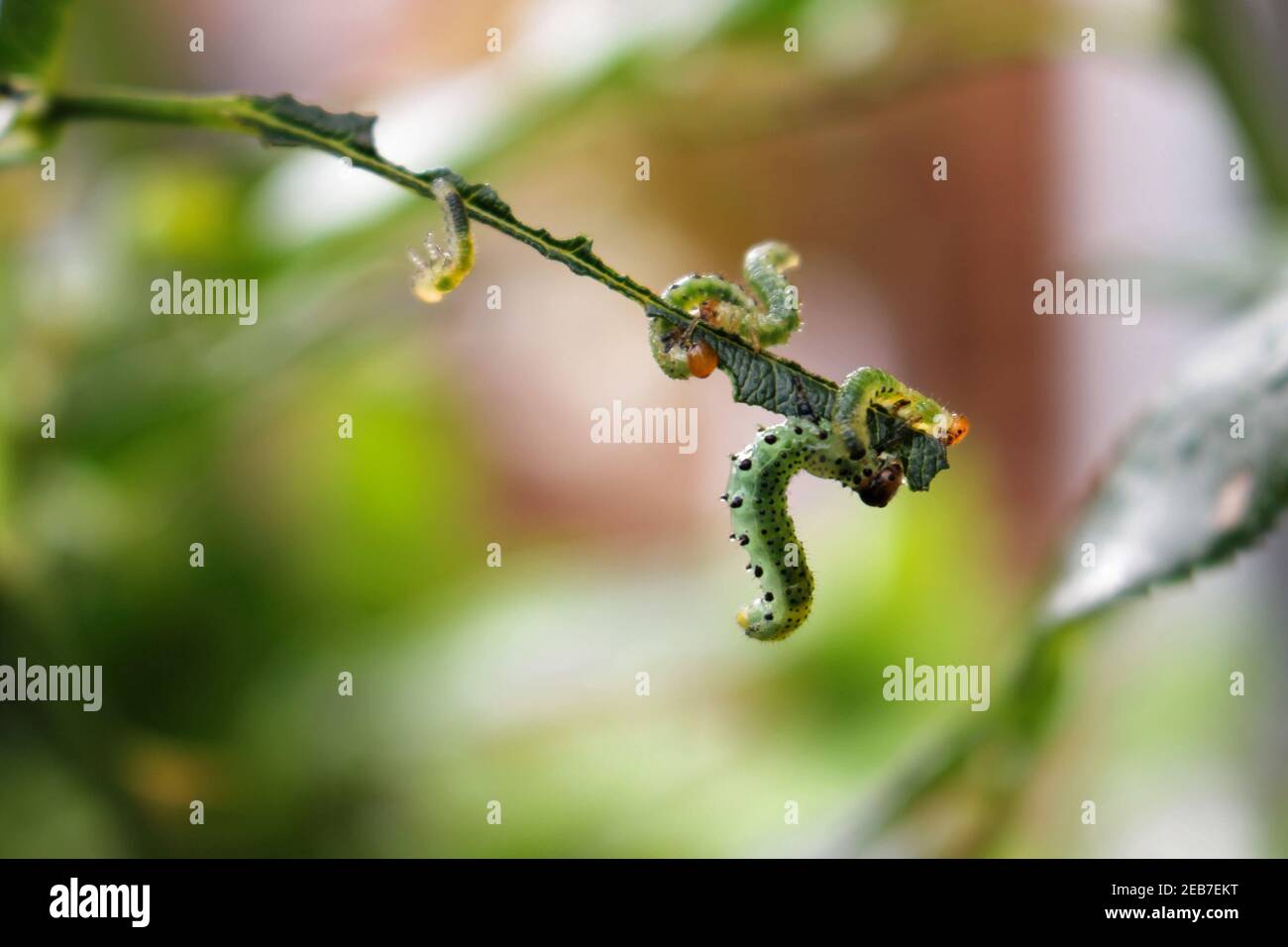 Sawfly caterpillars on a single rose leaf. Caterpillars feeding on a ...
