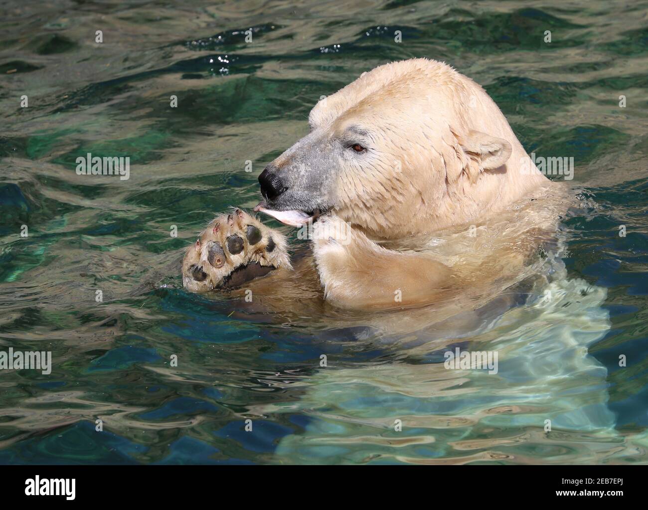 Polar Bear Eating Fish