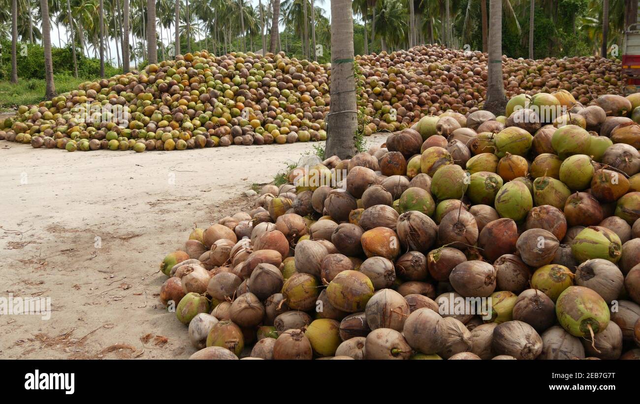 Coconut farm with big coconut ready for production. Large piles of ripe ...