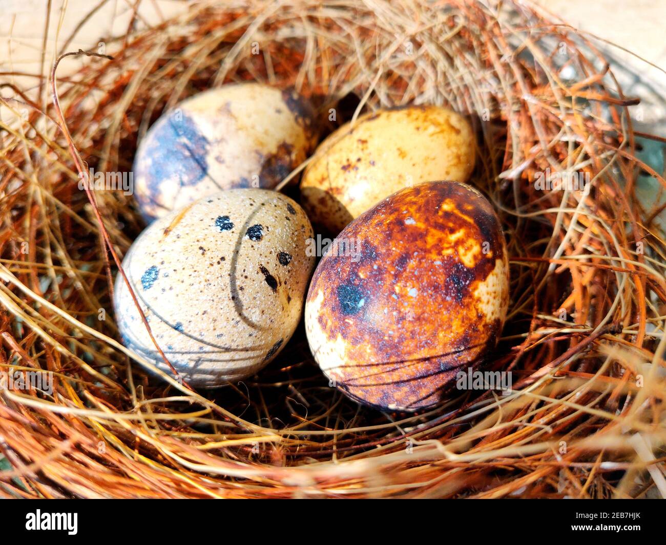 Common quail bird eggs inside a nest Stock Photo - Alamy