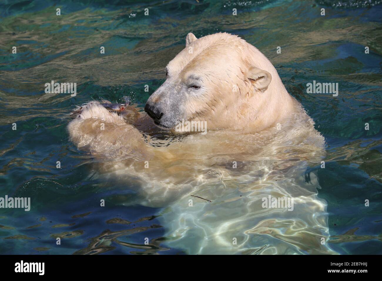 Polar Bear caught a fish in the Water Stock Photo - Alamy