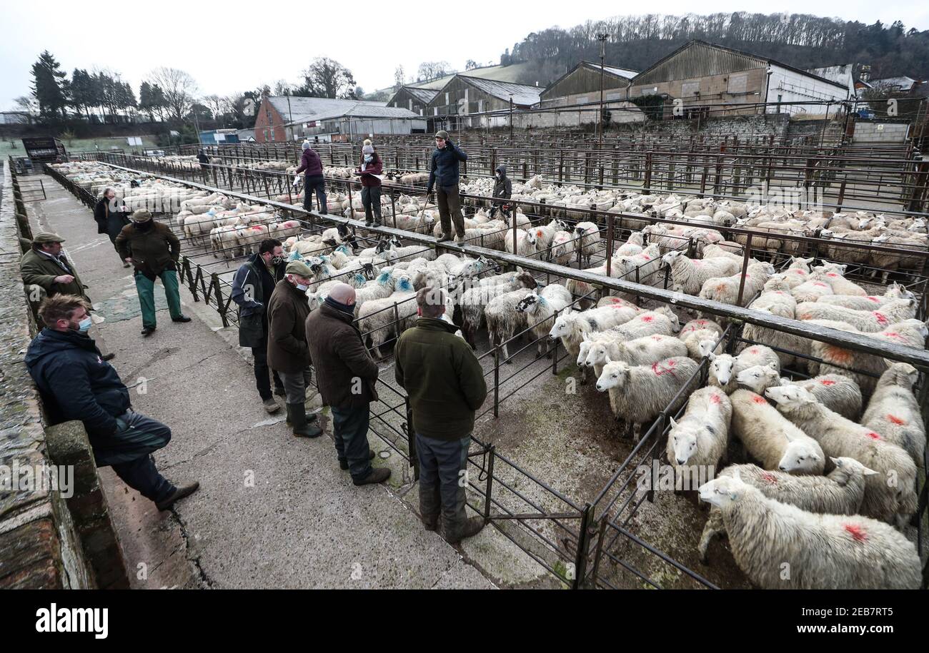 Sheep being sold market hi-res stock photography and images - Alamy