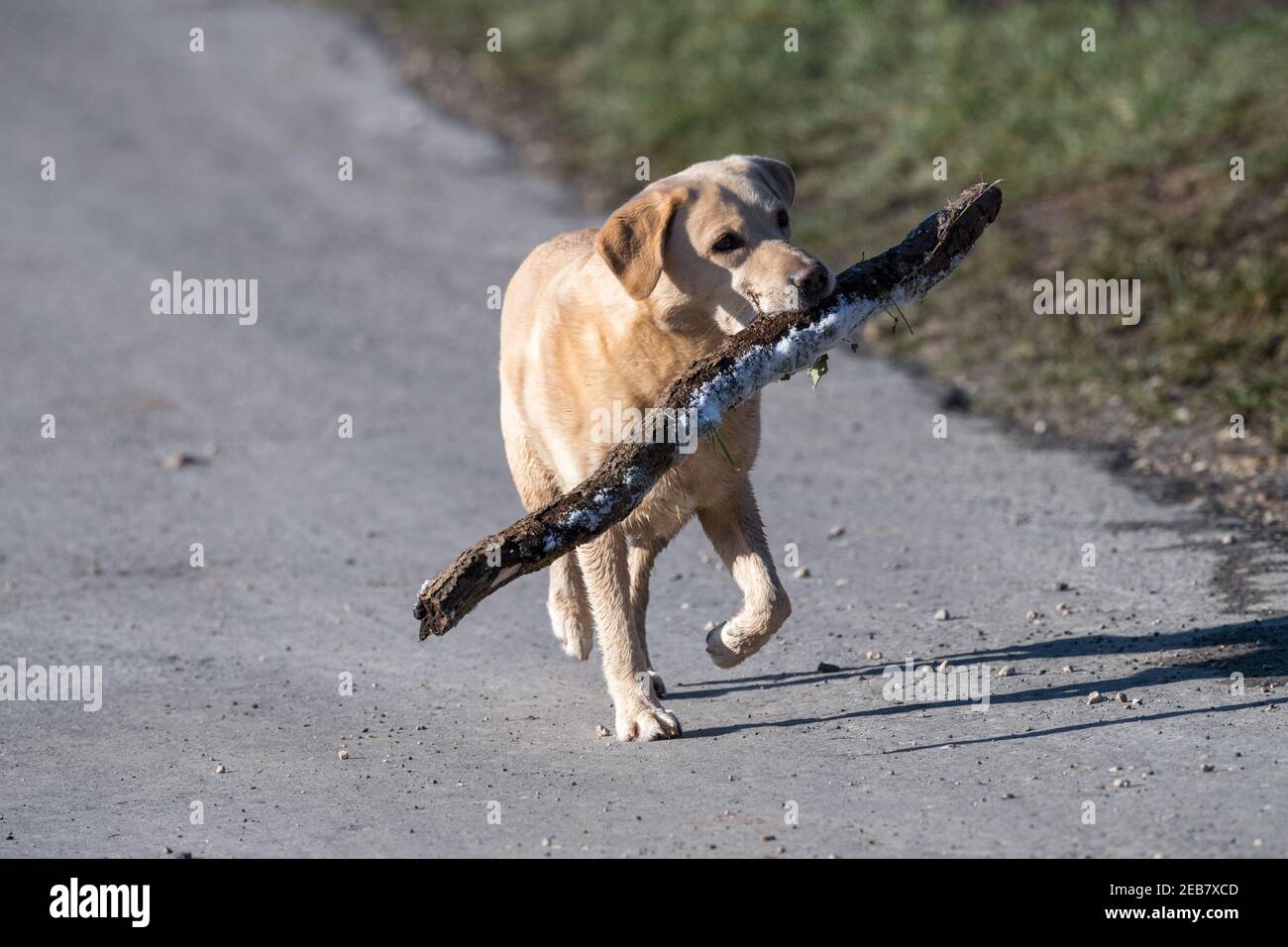 Dog running stick in mouth hi-res stock photography and images - Alamy