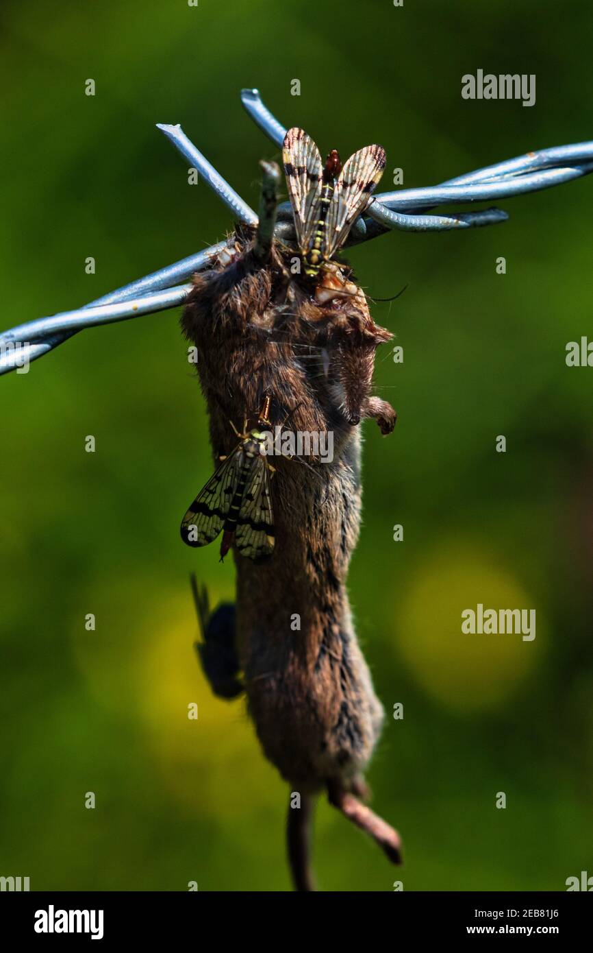 a little weasel the prey of the red-backed shrike impaled on a fence ...