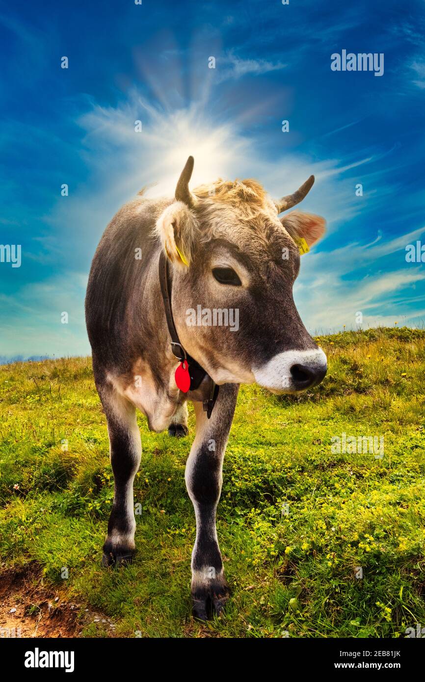 Typical swiss cow under blue sky and sunrays, switzerland Stock Photo ...