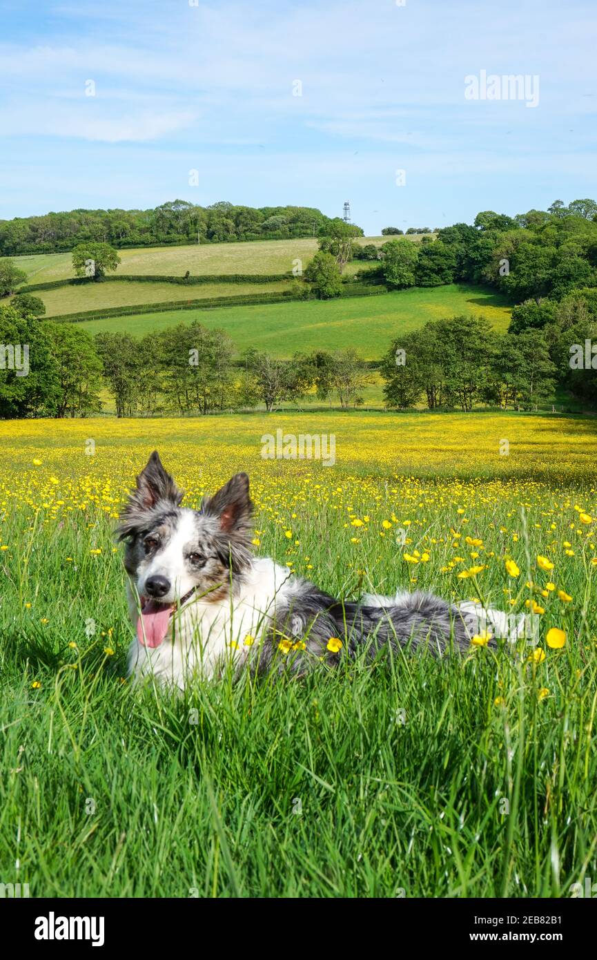 Blue merle border collie dog in yellow buttercup field, countryside ...