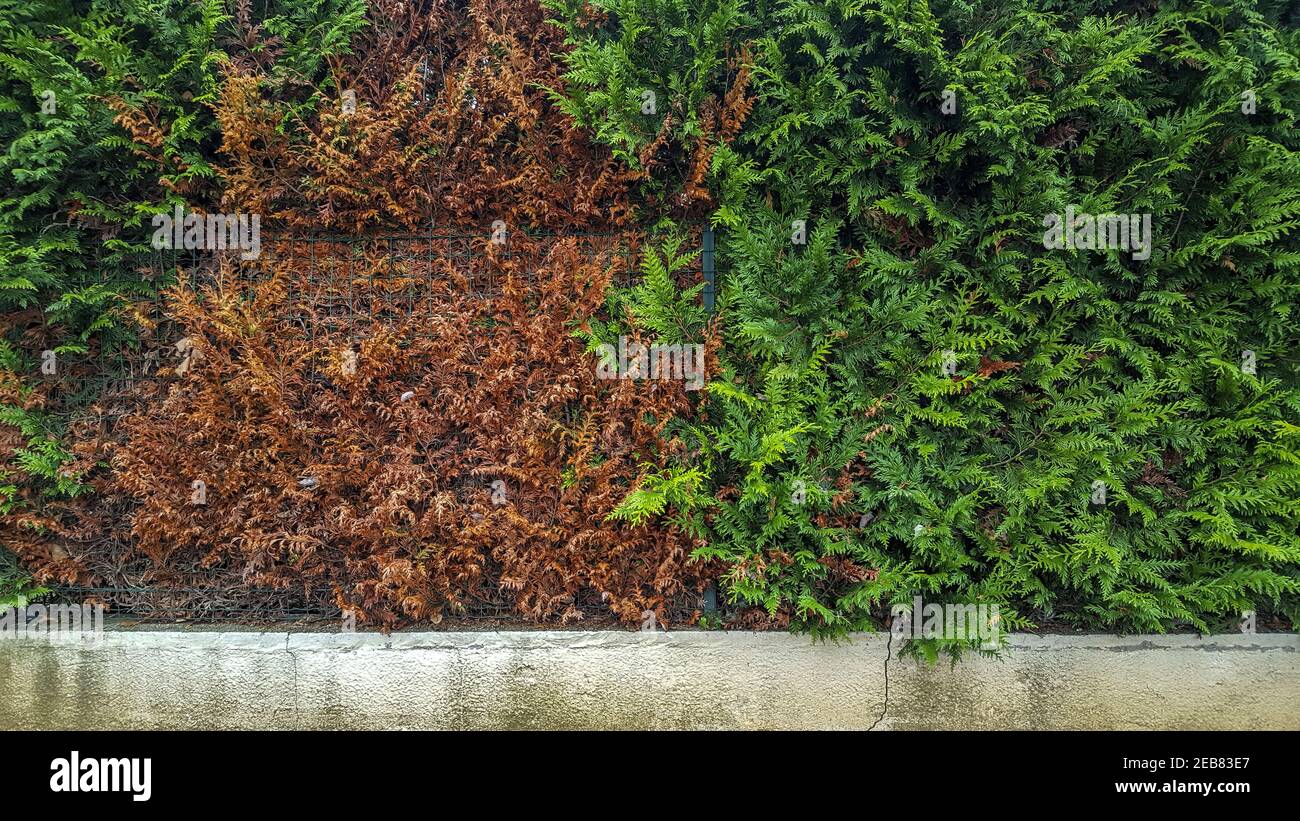 Closeup of dead conifer garden hedge captured during the daytime Stock ...