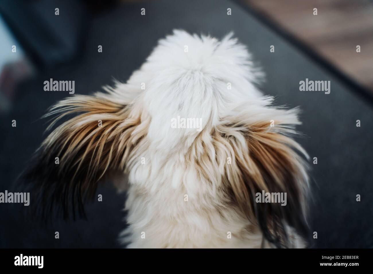 photo of a back head of a dog Stock Photo - Alamy