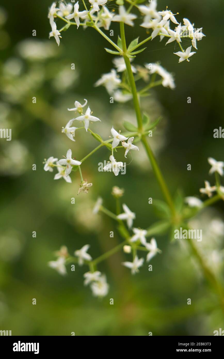 Baby breath plant hi-res stock photography and images - Alamy
